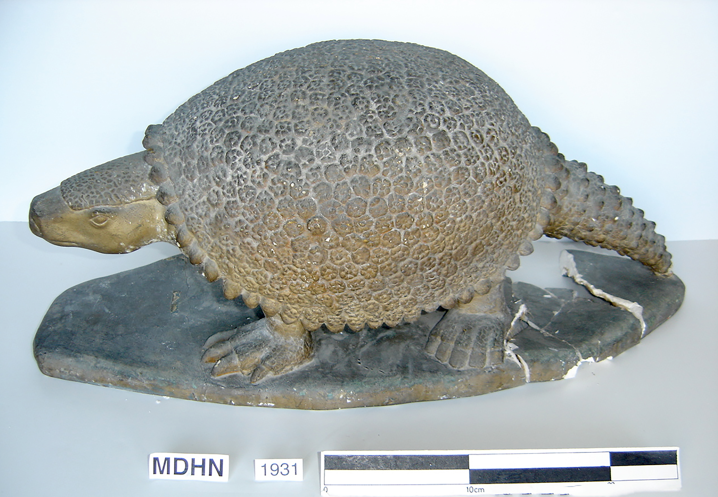Paleontologia: Model de glyptodon. Núm. Reg. 1931 (Col·lecció Darder ...