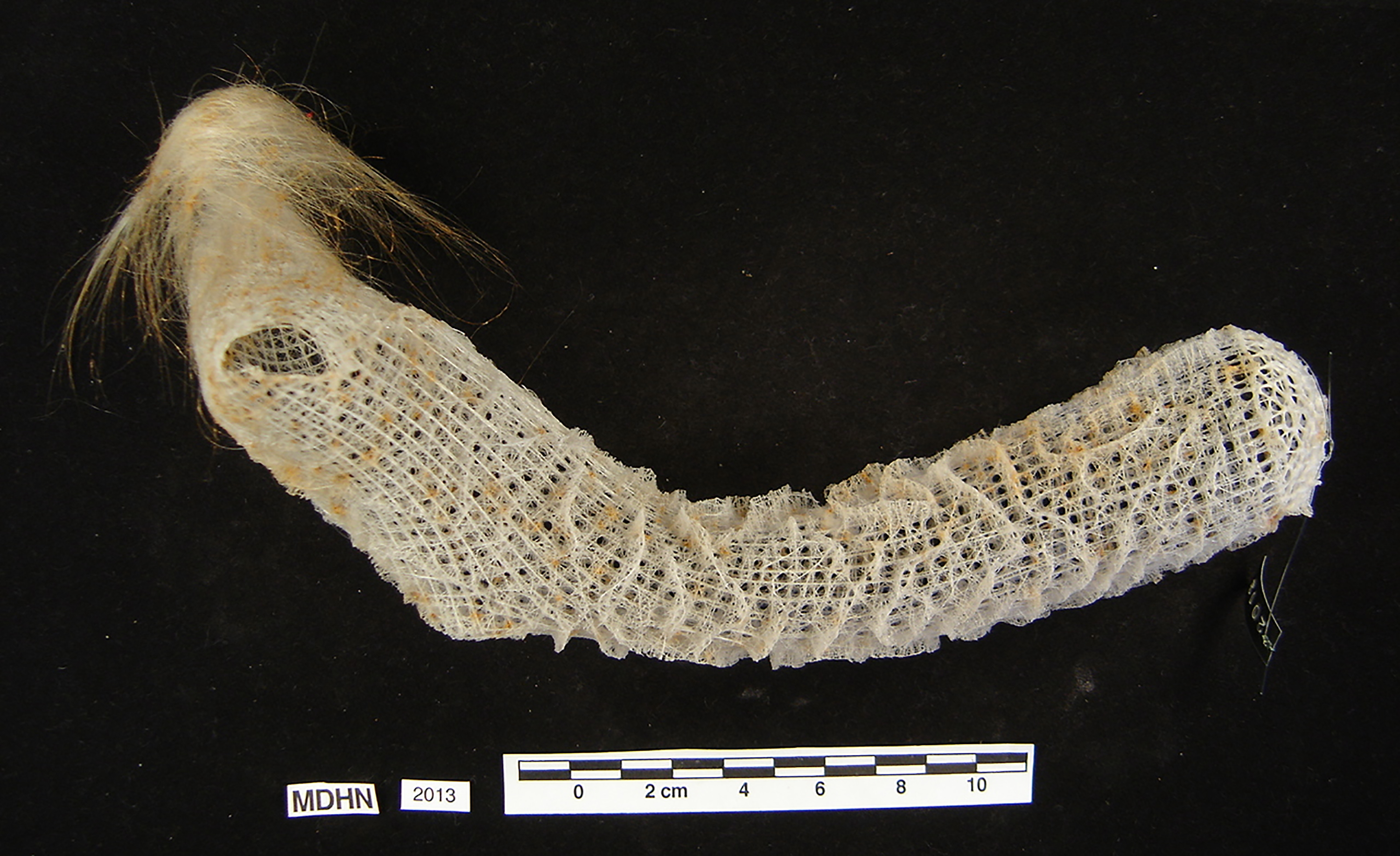 Esponges: regadora de les Filipines ( Euplectella aspergillum ) > Museu ...