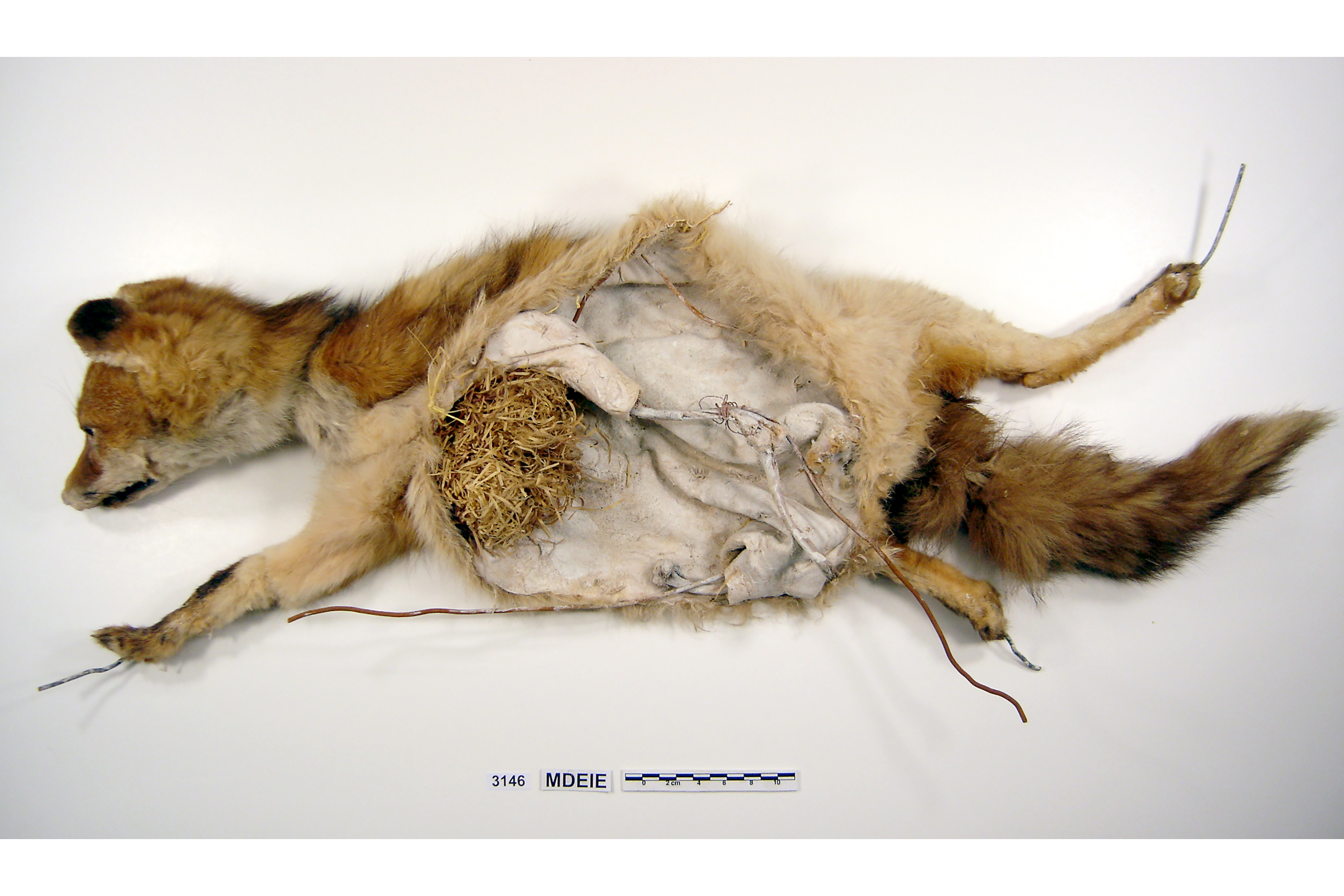 Zoologia: Mamífers: Guilla ( Vulpes vulpes ) a mig dissecar. Núm. Reg ...