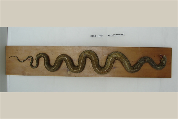 Zoologia: serp verda ( Malpolon monspessulanus ). Núm. Reg. 3150/173 ...