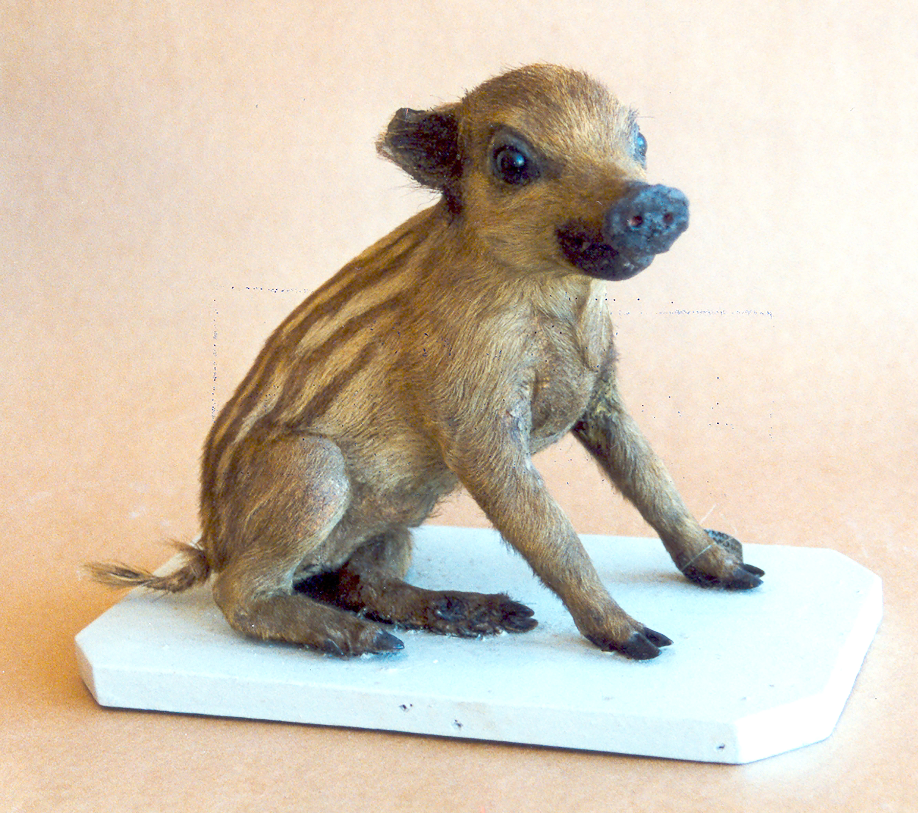 Mamífers: garrí de senglar ( Sus scrofa ). > Museu Darder > Peça destacada